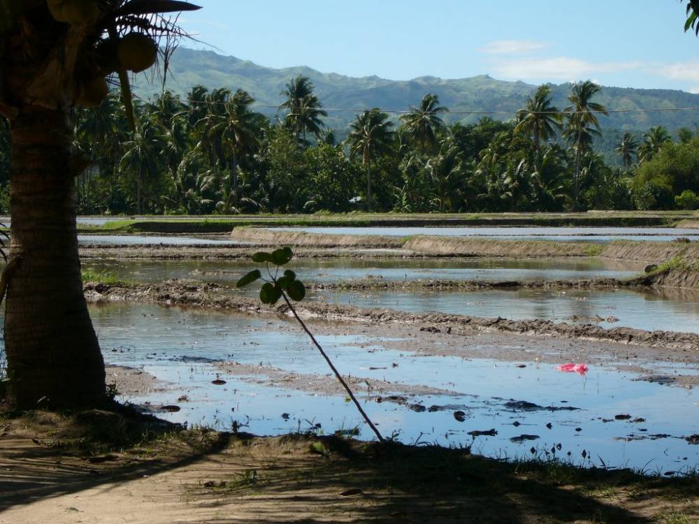 Mindanao Palayan - Member's own albums - ArtFreaks.com